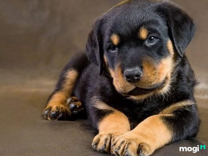 Chó đen vào nhà: Điềm báo tốt hay xấu trong phong thủy?