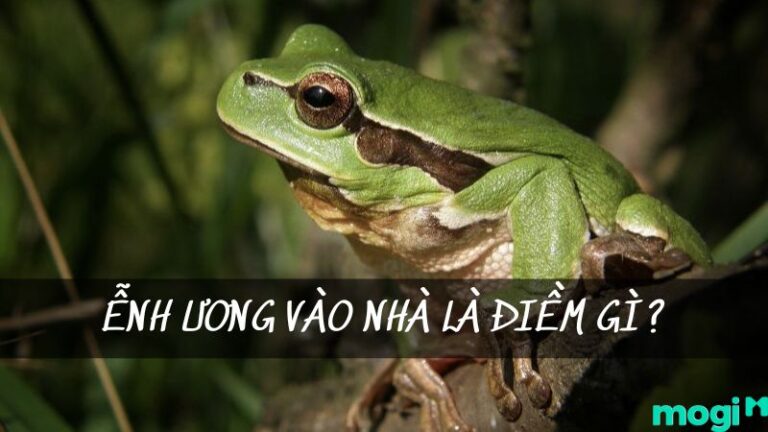 Ễnh Ương Vào Nhà Là Điềm Gì? Báo Hiệu Tin Tốt Hay Xấu?