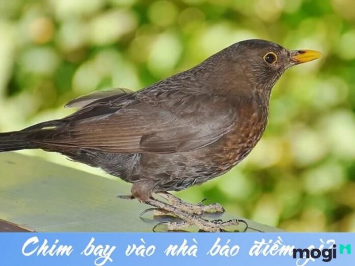 Chim đen bay vào nhà điềm lành hay dữ? Cách hóa giải chuẩn nhất