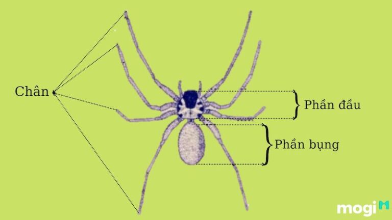 Nhện bò vào nhà có xui xẻo không? Nên làm gì?