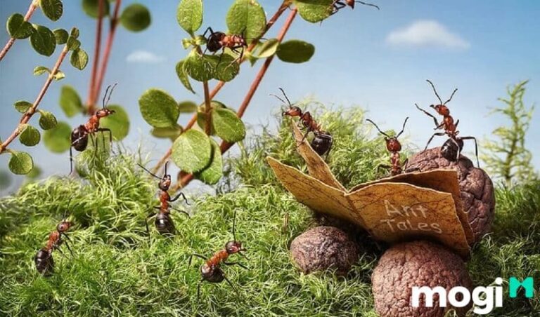 Ý nghĩa kiến đen vào nhà: Điềm Tốt Hay Xấu? Cách trị kiến