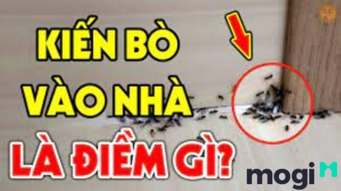 Ý nghĩa kiến đen vào nhà: Điềm Tốt Hay Xấu? Cách trị kiến