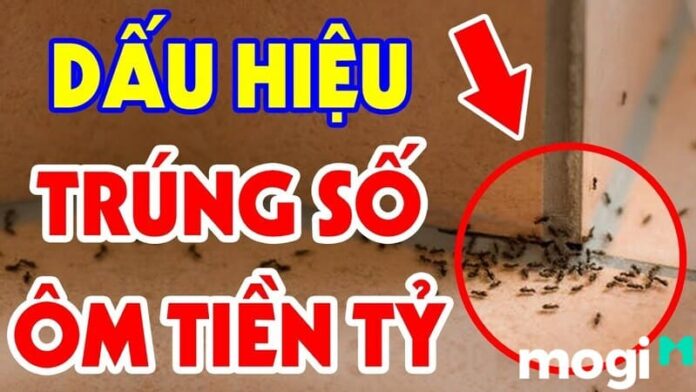Ý nghĩa kiến đen vào nhà: Điềm Tốt Hay Xấu? Cách trị kiến