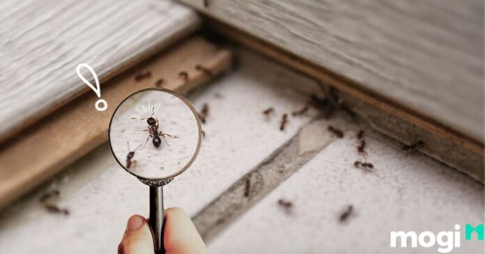 Ý nghĩa kiến đen vào nhà: Điềm Tốt Hay Xấu? Cách trị kiến