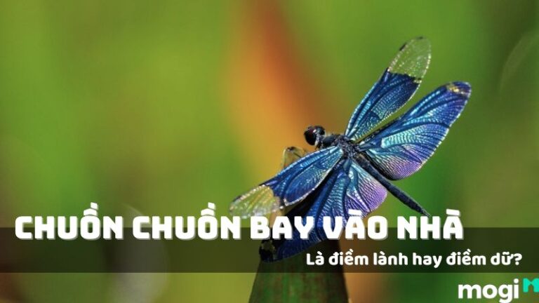 Chuồn chuồn bay vào nhà là điềm tốt hay xấu? Giải mã ngay!