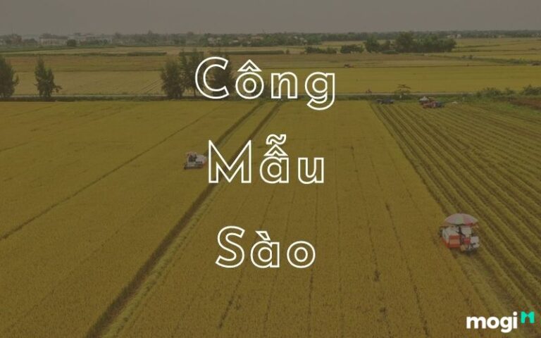 1ha bằng bao nhiêu m2? Mách bạn công cụ quy đổi diện tích