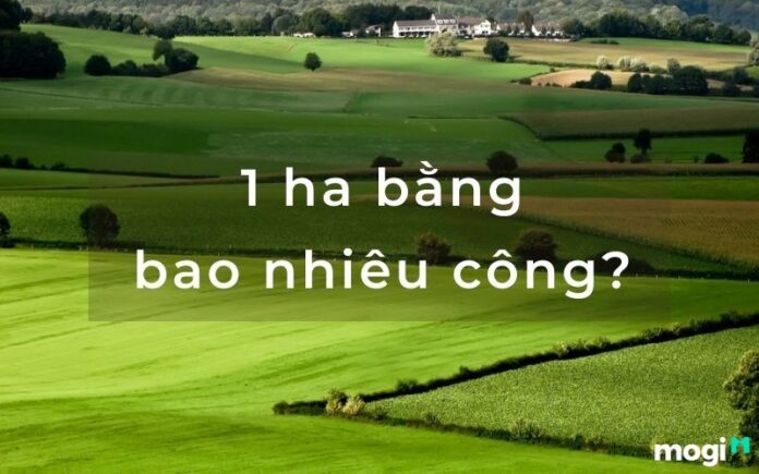 1ha bằng bao nhiêu m2? Mách bạn công cụ quy đổi diện tích