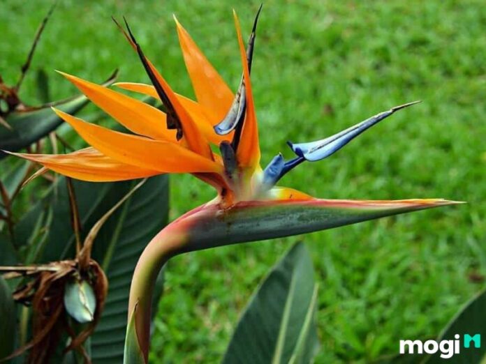 Ý Nghĩa Hoa Thiên Điểu Trong Đời Sống Và Phong Thủy Nhà Ở