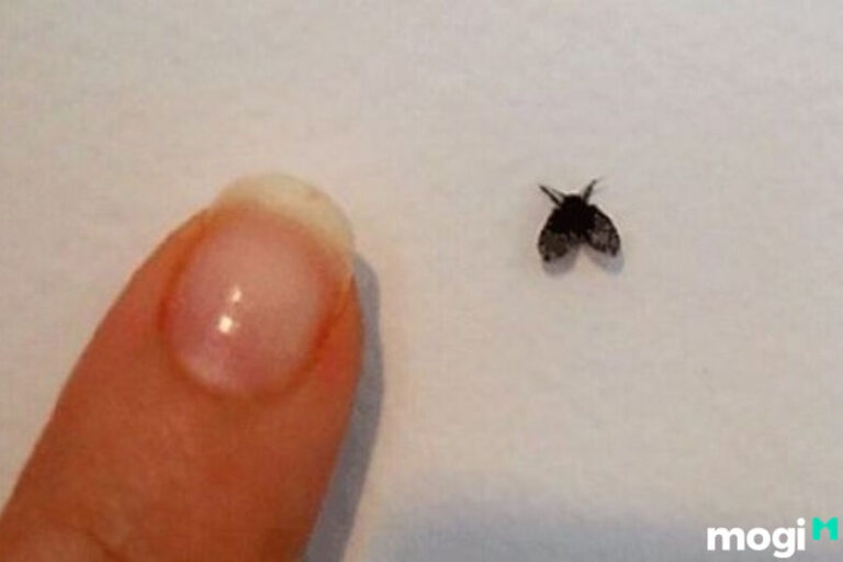 Bồ Hóng Là Gì? Cách Đuổi Bồ Hóng Nhanh Và Dứt Điểm Tại Nhà