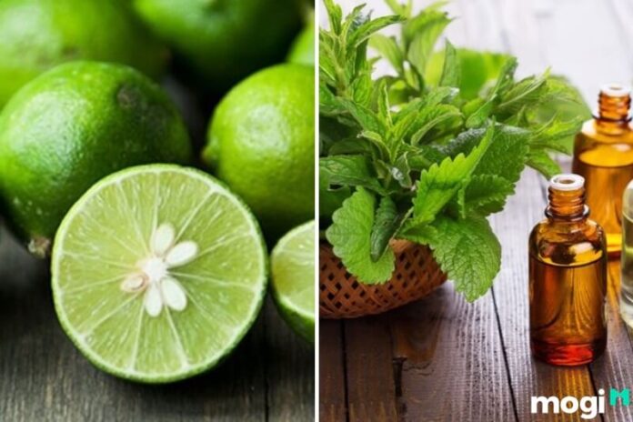 Bồ Hóng Là Gì? Cách Đuổi Bồ Hóng Nhanh Và Dứt Điểm Tại Nhà