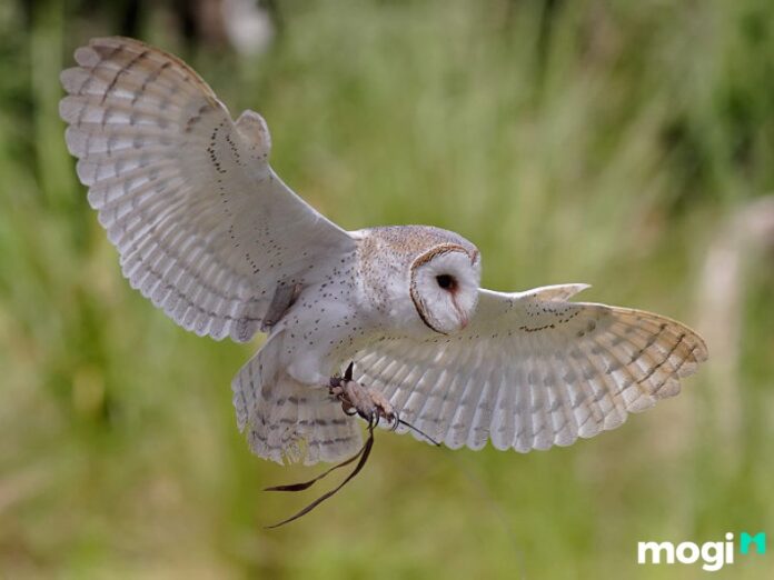 Sự thật: Chim lợn kêu mỗi giờ, từng số tiếng là điềm gì?