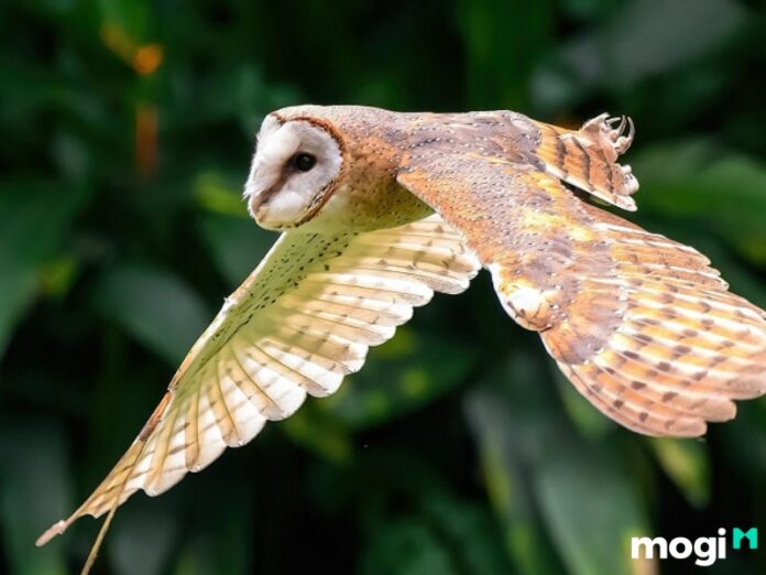 Sự thật: Chim lợn kêu mỗi giờ, từng số tiếng là điềm gì?