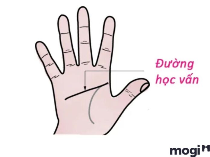 Cách Xem Chỉ Tay Tại Nhà, Luận Giải Vận Mệnh Mỗi Người